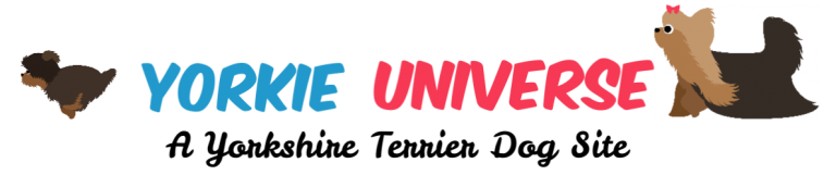 Yorkie Daily Schedule: Essential Guide for Your Little Pup - Yorkie ...