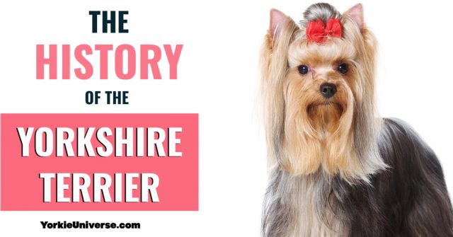 The History of the Yorkshire Terrier - Yorkie Universe