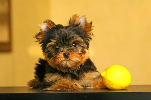 Names for Male Yorkies - Yorkie Universe