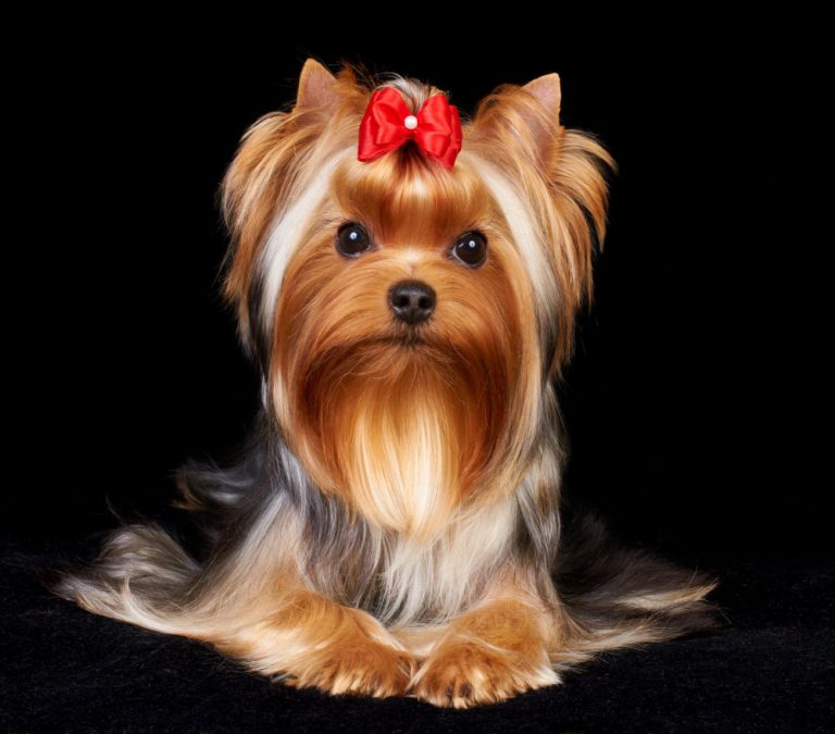 Hair Stages in Yorkies 101 for New Parents - Yorkie Universe