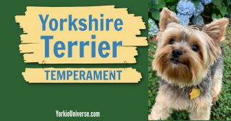 The Yorkshire Terrier Temperament: Big Personality in a Tiny Package - Yorkie Universe