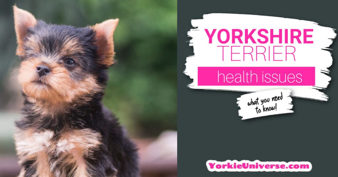 Yorkshire Terrier Health Issues - Yorkie Universe