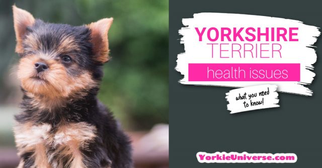 Yorkshire Terrier Health Issues - Yorkie Universe