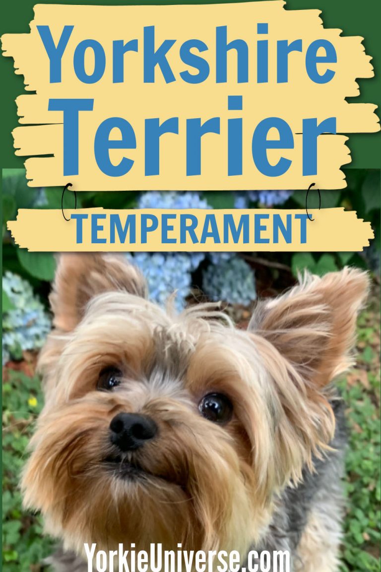 The Yorkshire Terrier Temperament: Big Personality in a Tiny Package ...
