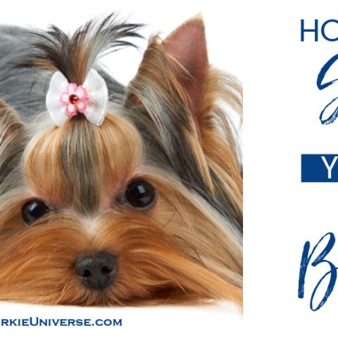 Safe and Easy Ways to Remove Tear Stains on Your Yorkie - Yorkie Universe