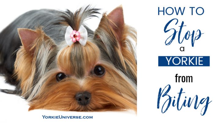 Safe and Easy Ways to Remove Tear Stains on Your Yorkie - Yorkie Universe