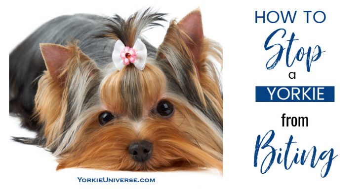 How to Stop a Yorkie from Biting - Yorkie Universe