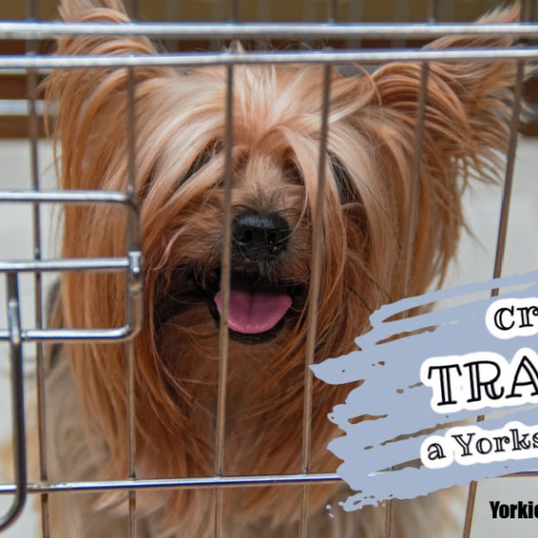 Safe and Easy Ways to Remove Tear Stains on Your Yorkie - Yorkie Universe