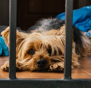 10 Reasons Why Yorkies Get Aggressive - Yorkie Universe