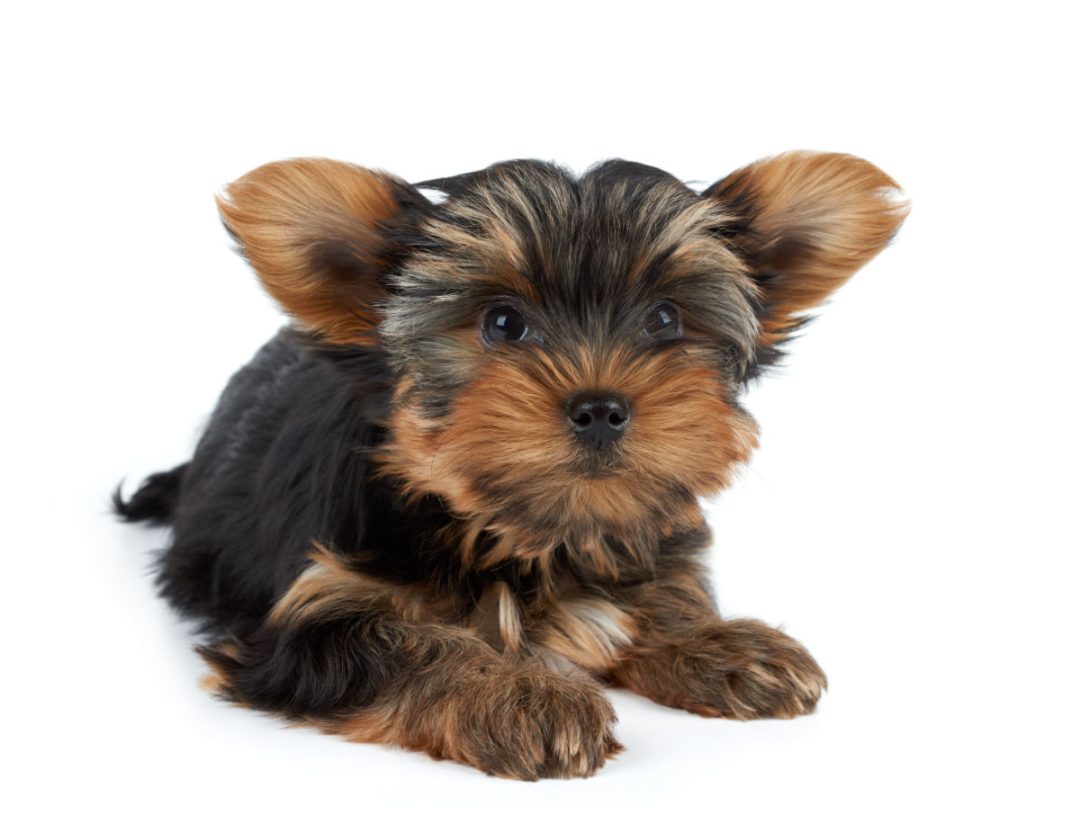 Hair Stages in Yorkies 101 for New Parents - Yorkie Universe