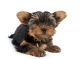 Hair Stages in Yorkies 101 for New Parents - Yorkie Universe