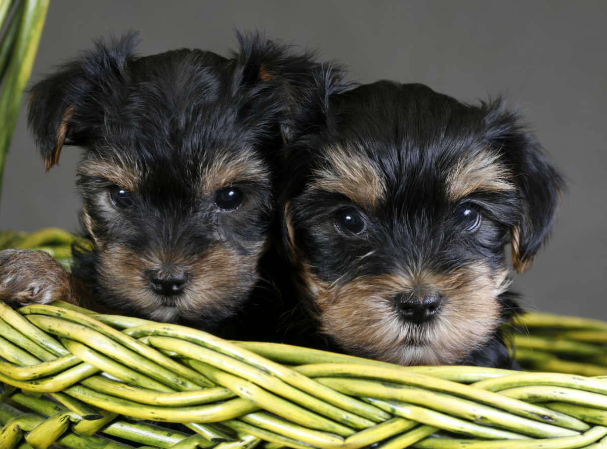 Yorkie Puppy Scams – How to Shop Safely - Yorkie Universe