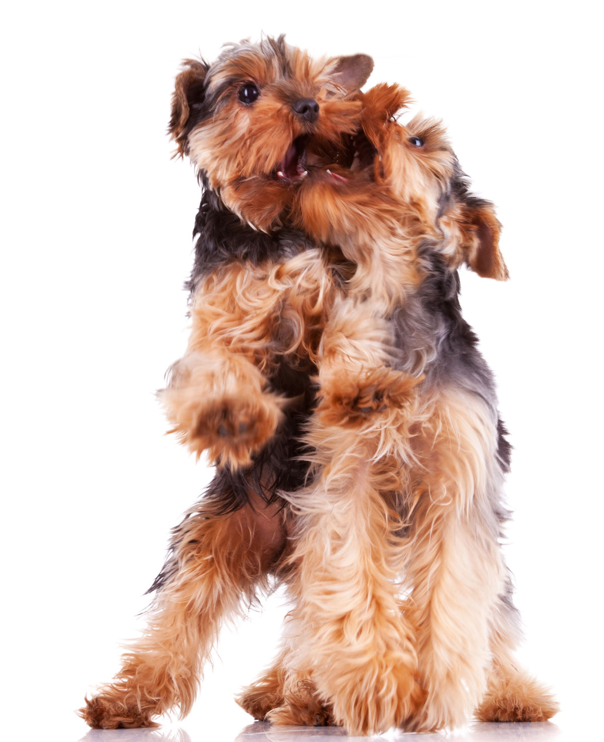 Helping Your Pets To Get Along With Each Other - Yorkie Universe