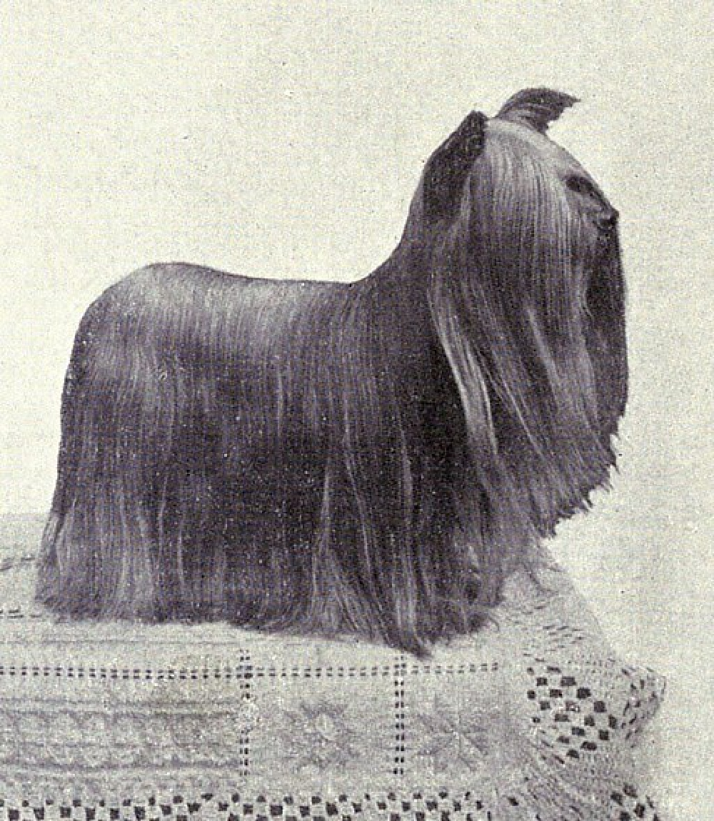 Interesting Facts About the Yorkshire Terrier - Yorkie Universe