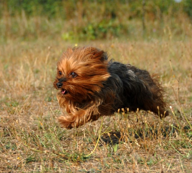 Why is My Yorkie so Hyper? - Yorkie Universe