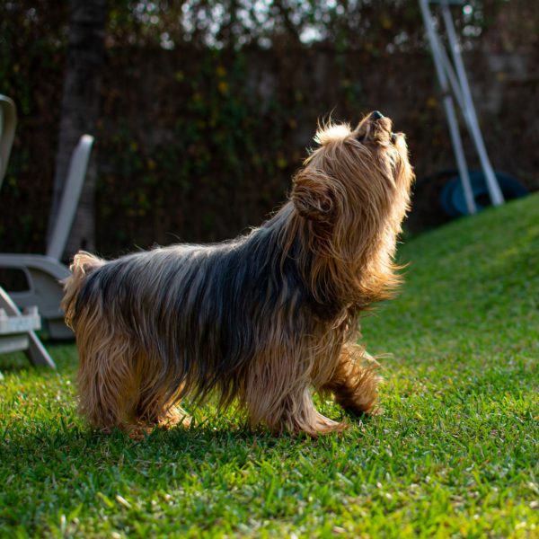 How to Treat a Yorkie's Itchy Skin - Yorkie Universe