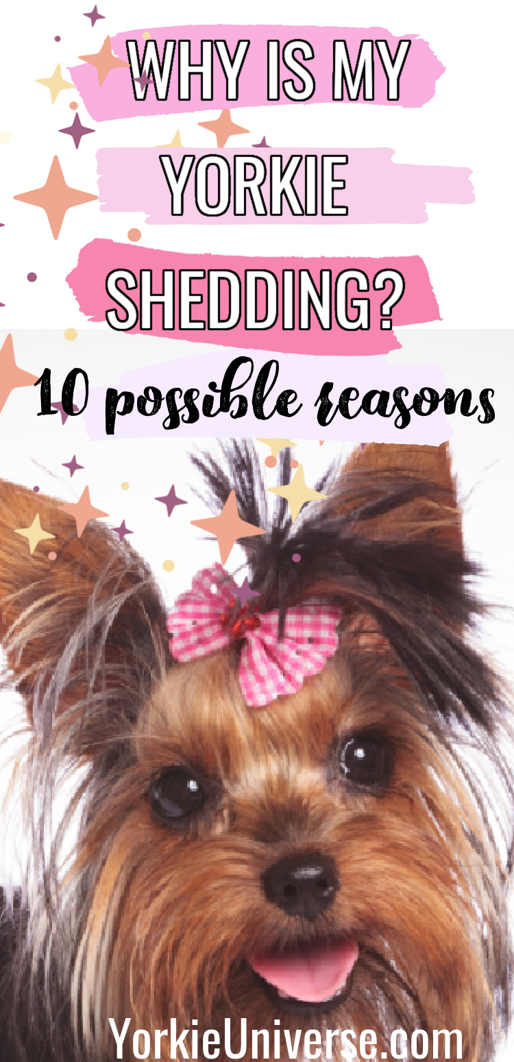 Why is My Yorkie Shedding? 10 Possible Reasons - Yorkie Universe