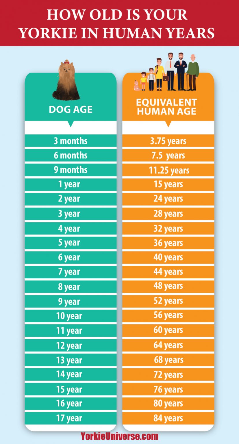 How Long Do Yorkies Live? - Yorkie Universe