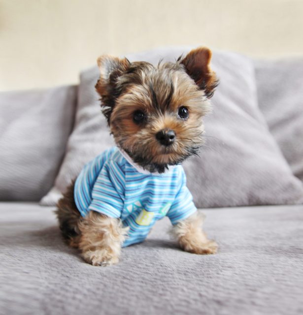 Unveiling the Adorable World of Yorkie Puppies: 13+ Fascinating Facts ...