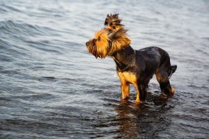 Your Quick Guide to Finding Yorkshire Terrier-Friendly Activities in a ...