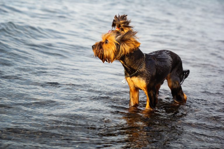 Your Quick Guide to Finding Yorkshire Terrier-Friendly Activities in a ...