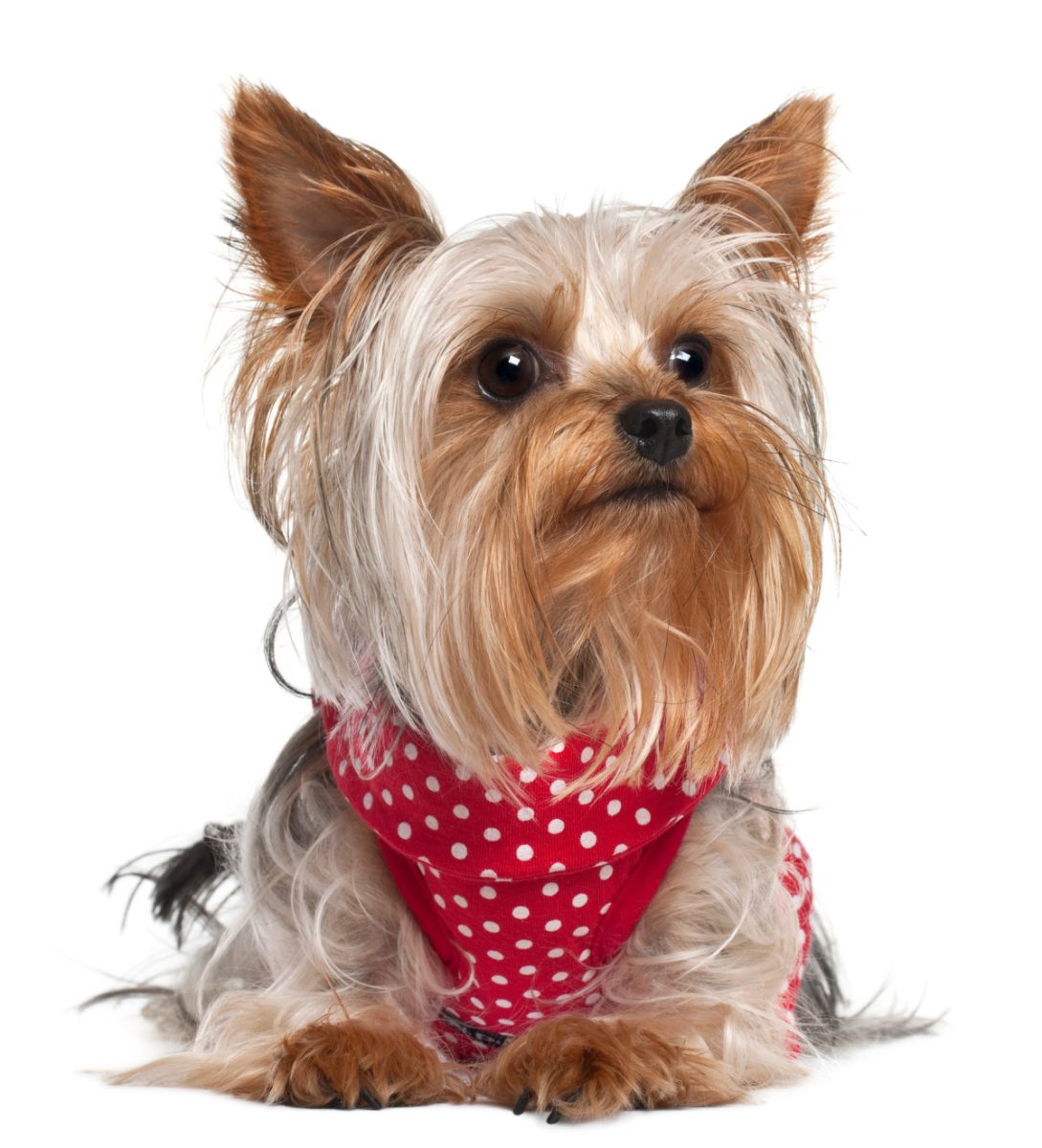 Yorkie Puppy Harness Guide for New Pet Parents - Yorkie Universe