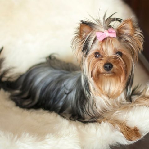 How to Treat a Yorkie's Itchy Skin - Yorkie Universe