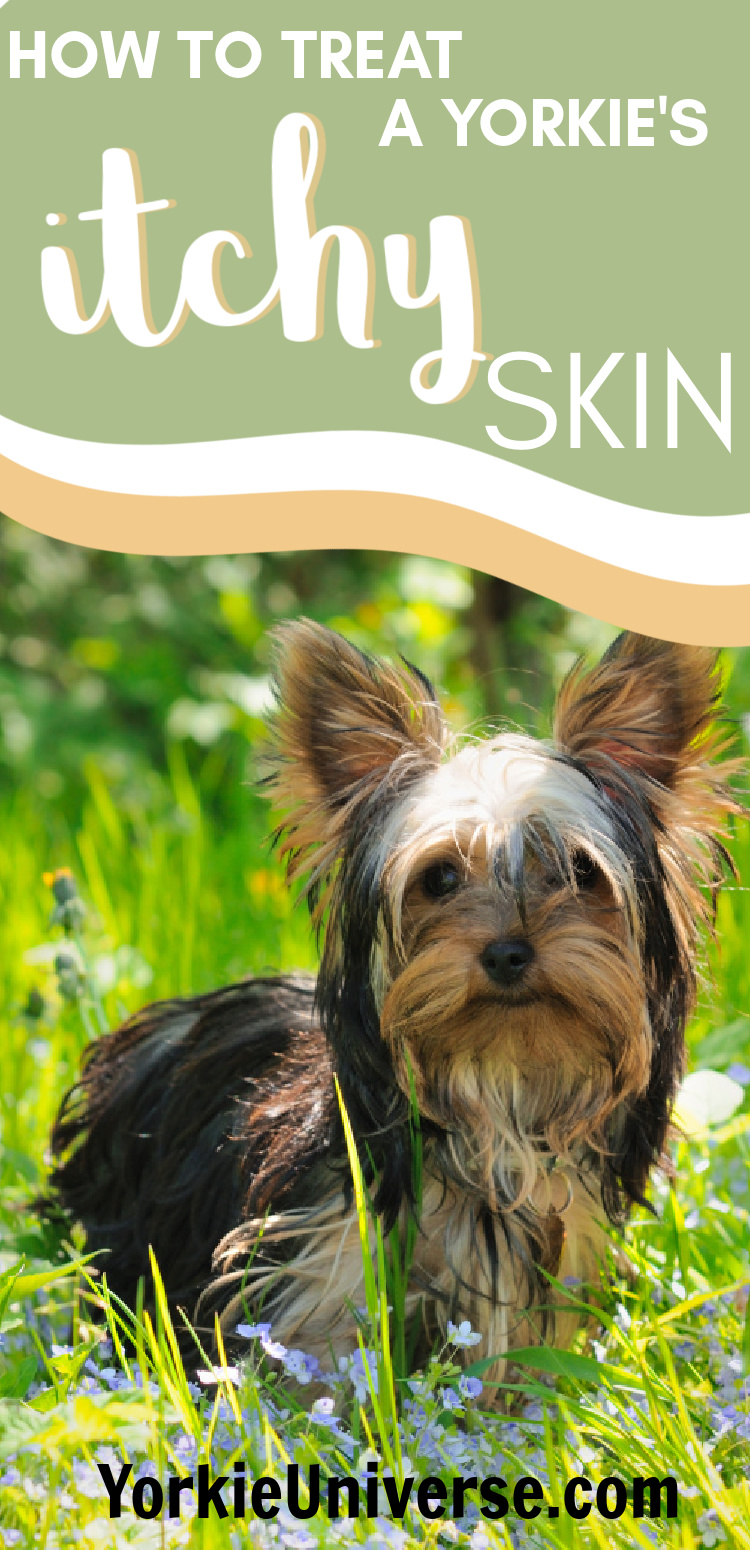 How to Treat a Yorkie's Itchy Skin - Yorkie Universe