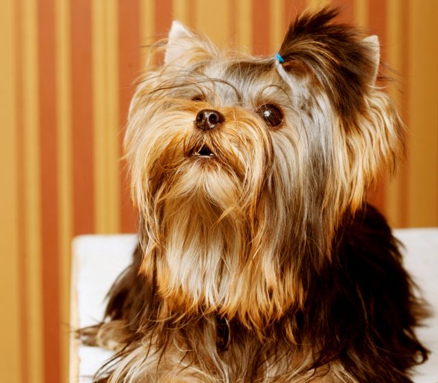 How to Treat a Yorkie's Itchy Skin - Yorkie Universe