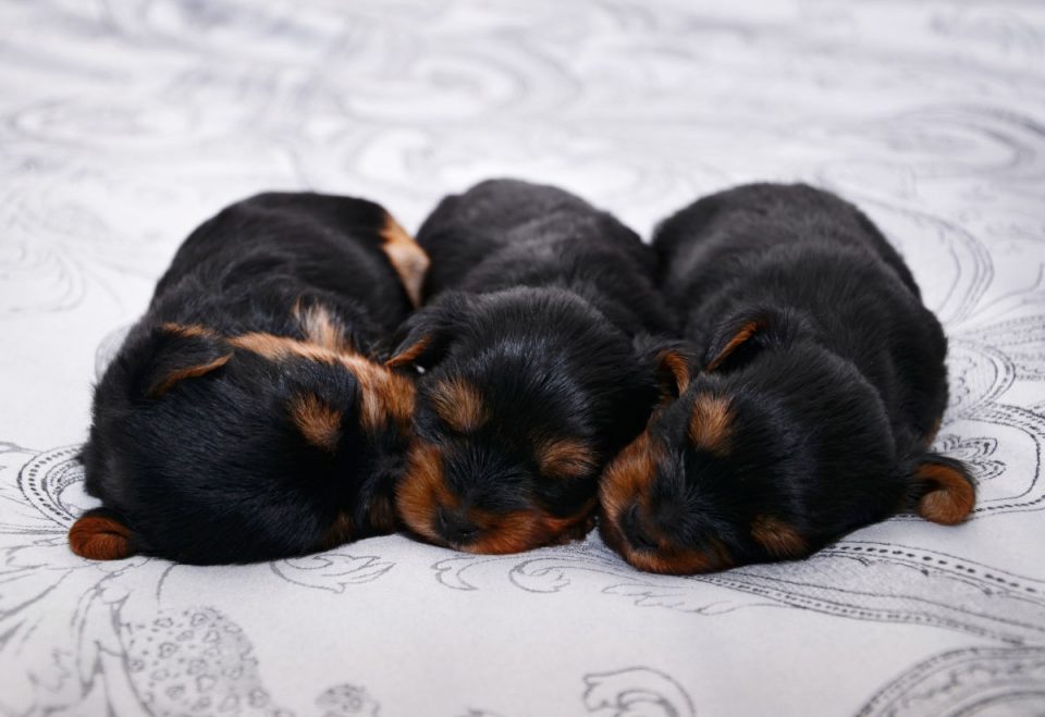 Hair Stages in Yorkies 101 for New Parents - Yorkie Universe