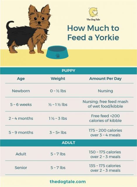 A Complete Guide on How to Feed a Yorkie Puppy - Yorkie Universe