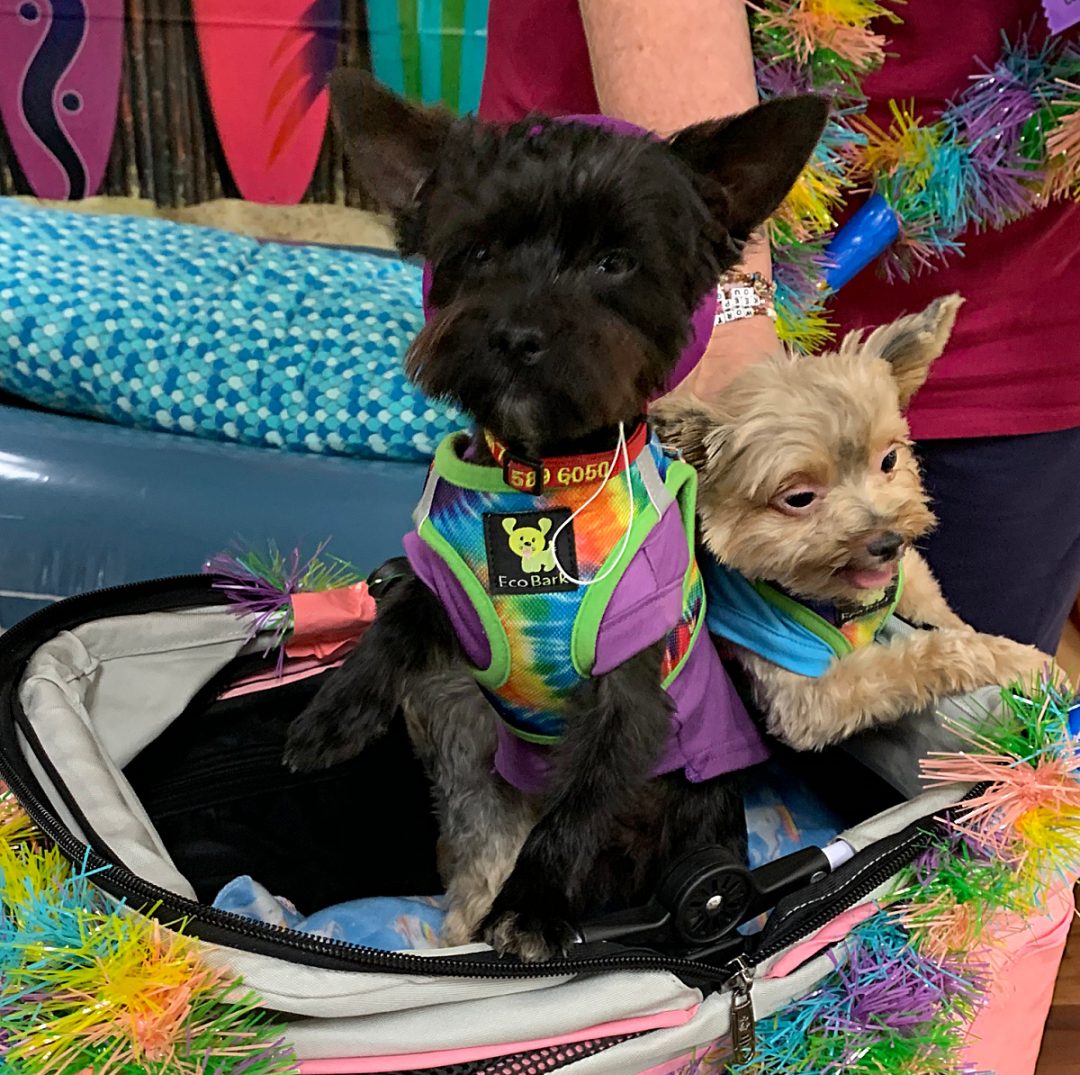 Hair Stages in Yorkies 101 for New Parents - Yorkie Universe