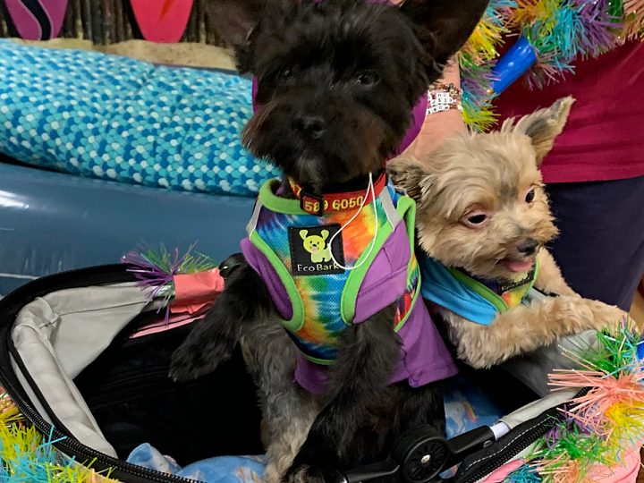 Yorkie Universe-All About Yorkshire Terriers - Yorkie Universe