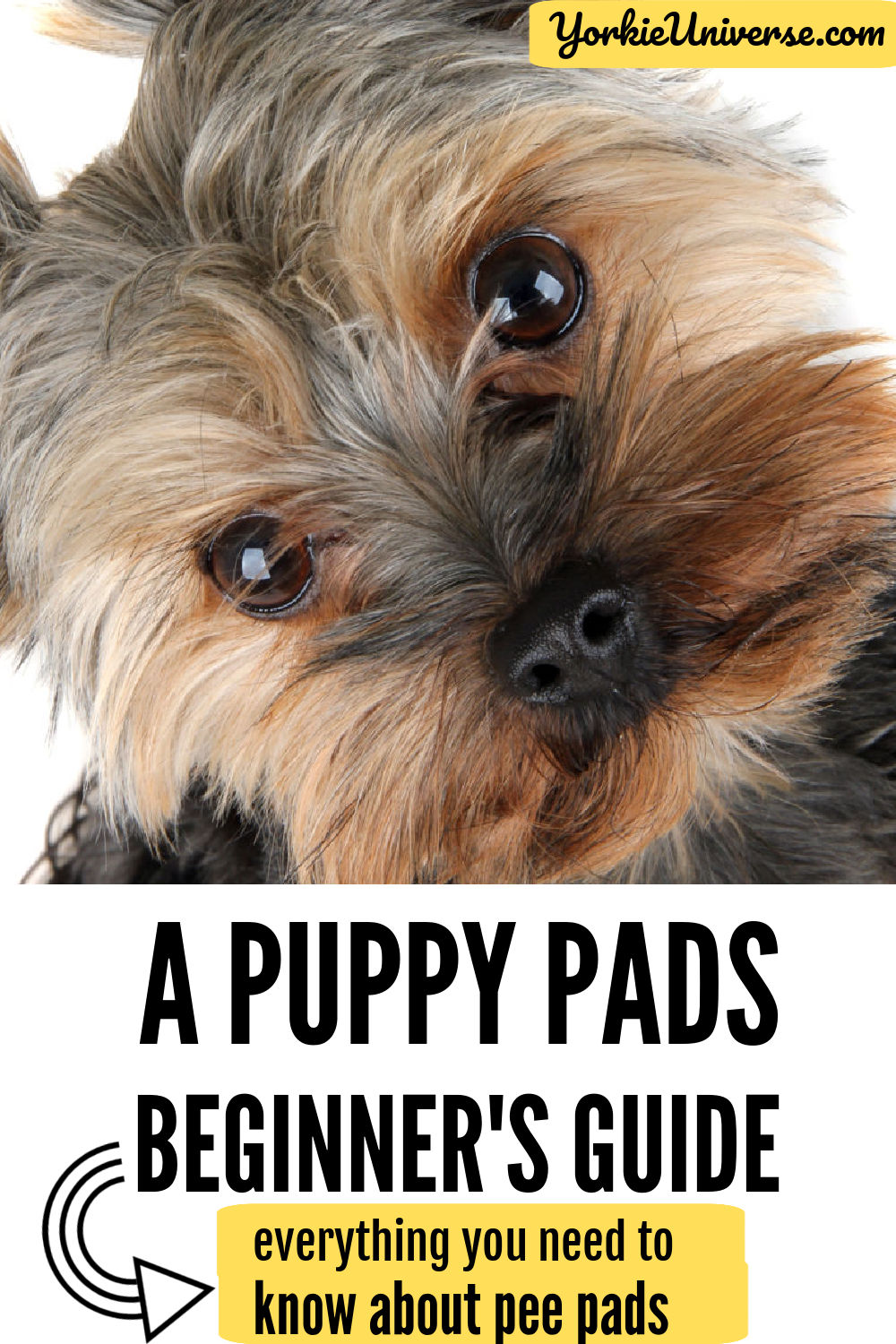 A Puppy Pads Beginner's Guide (What You Need to Know about Pee Pads ...