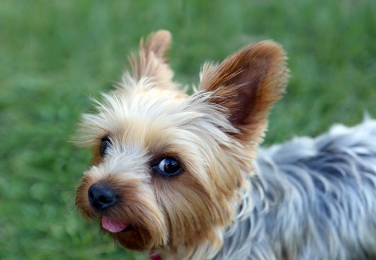 How to Treat a Yorkie's Itchy Skin - Yorkie Universe