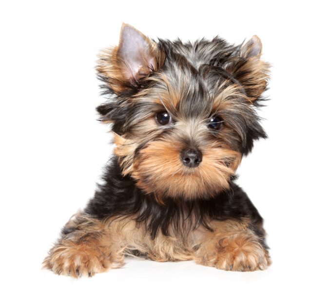 Yorkie Puppy Biting-Why It’s Happening and How to Deal With It - Yorkie ...