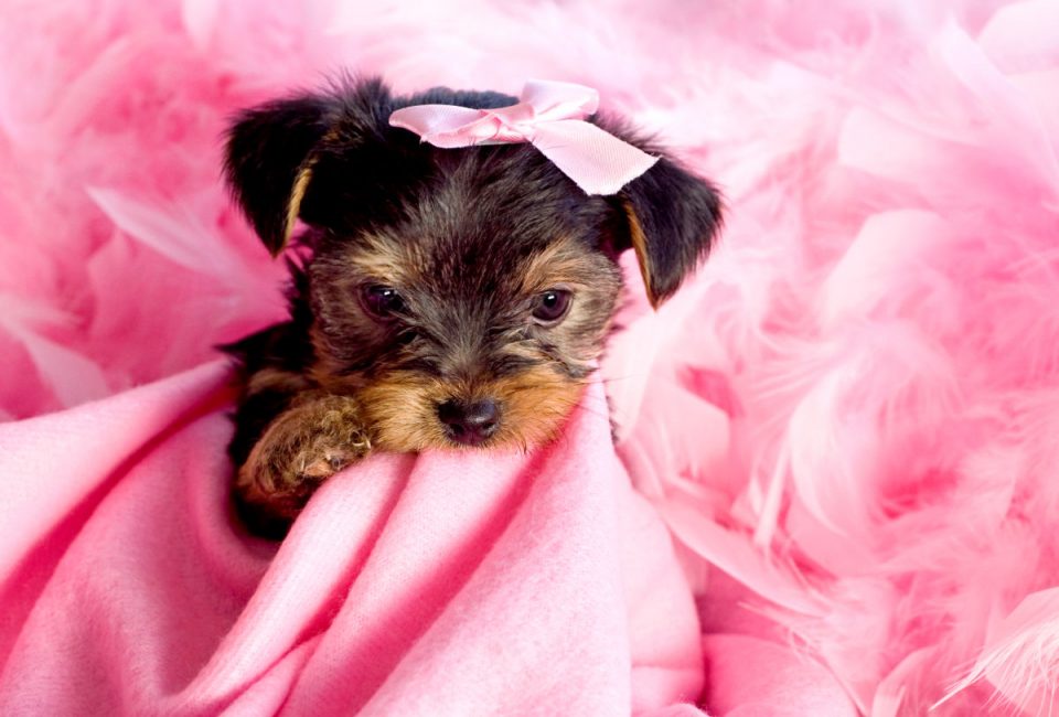 Yorkie Puppy Biting-Why It’s Happening and How to Deal With It - Yorkie ...