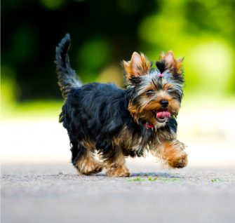 The Top 3 Reasons Why Your Yorkie Runs Away - Yorkie Universe
