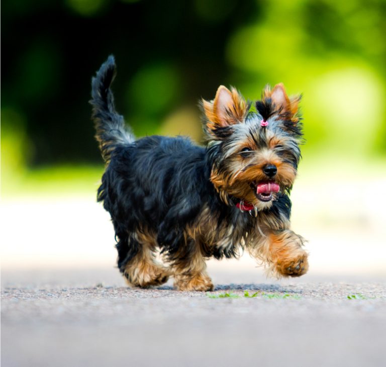 Hair Stages in Yorkies 101 for New Parents - Yorkie Universe
