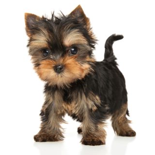 Yorkie Puppy Biting-Why It’s Happening and How to Deal With It - Yorkie ...