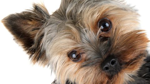 Yorkie Puppy Biting-Why It’s Happening and How to Deal With It - Yorkie ...