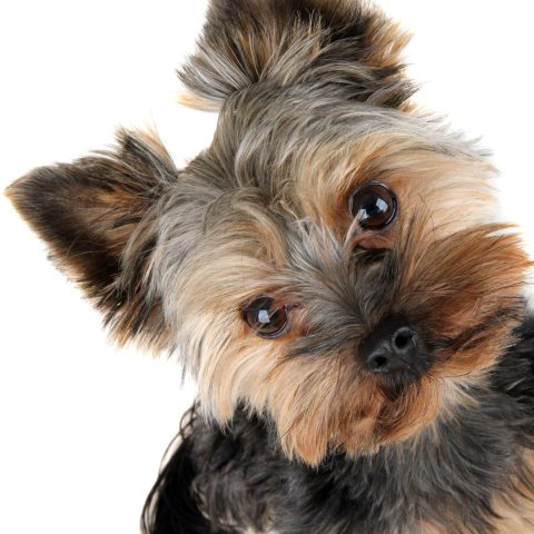 Yorkie Puppy Biting-Why It’s Happening and How to Deal With It - Yorkie ...