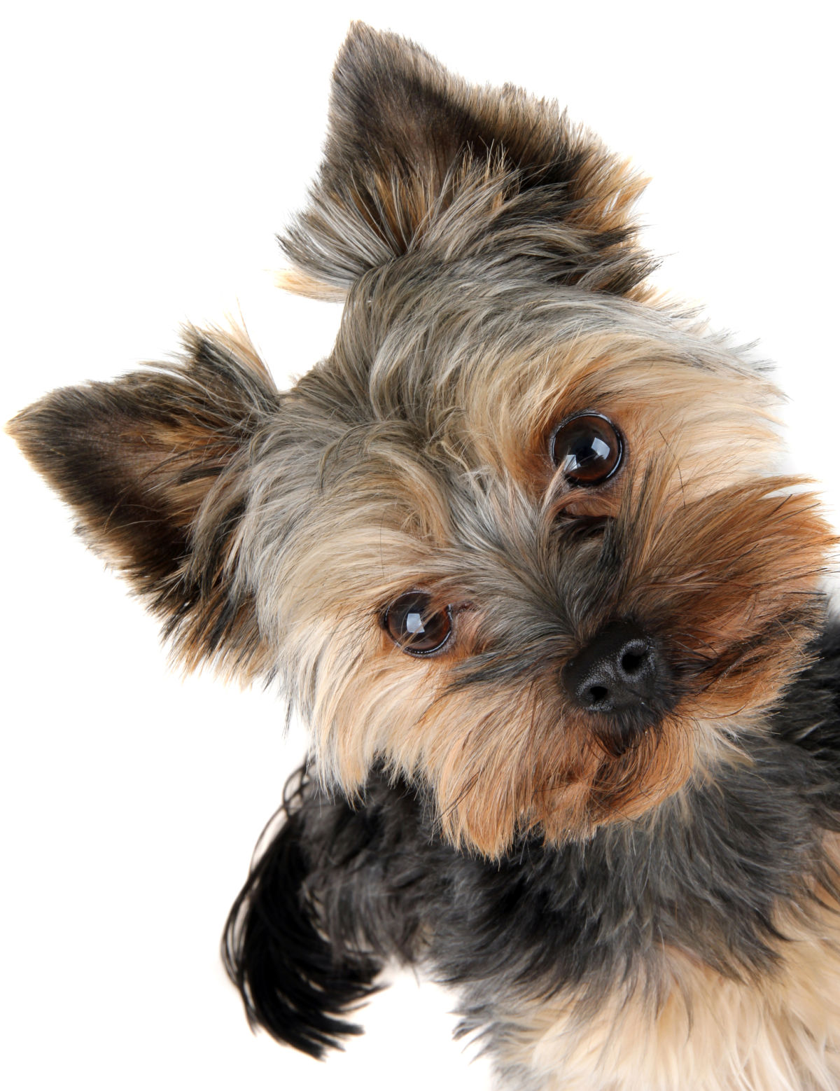 What Should I Know Before Getting a Yorkie? - Yorkie Universe