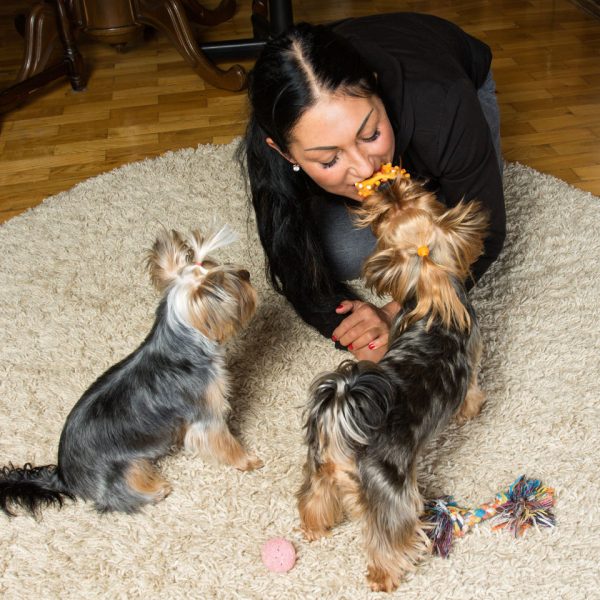 Hair Stages in Yorkies 101 for New Parents - Yorkie Universe