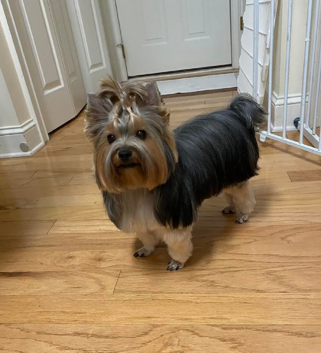 7 Trendy Summer Yorkie Cuts in 2024 - Yorkie Universe