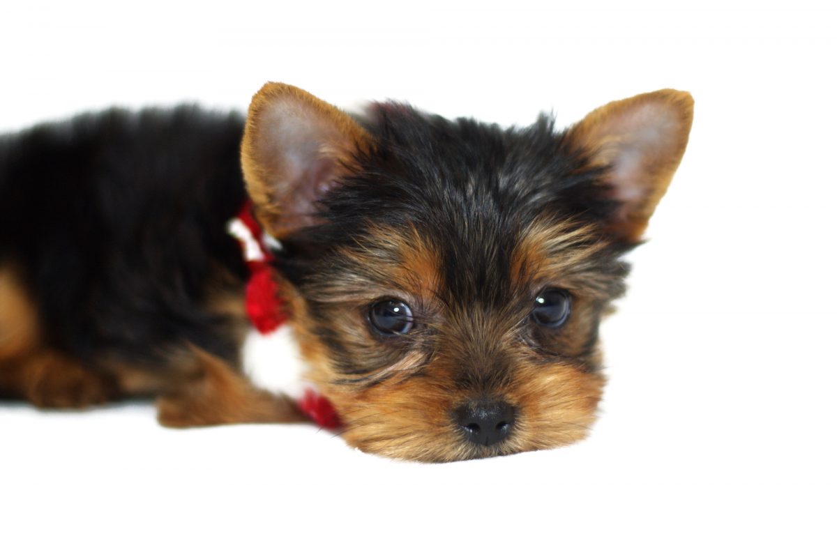 How to Choose a Yorkie Puppy - Yorkie Universe