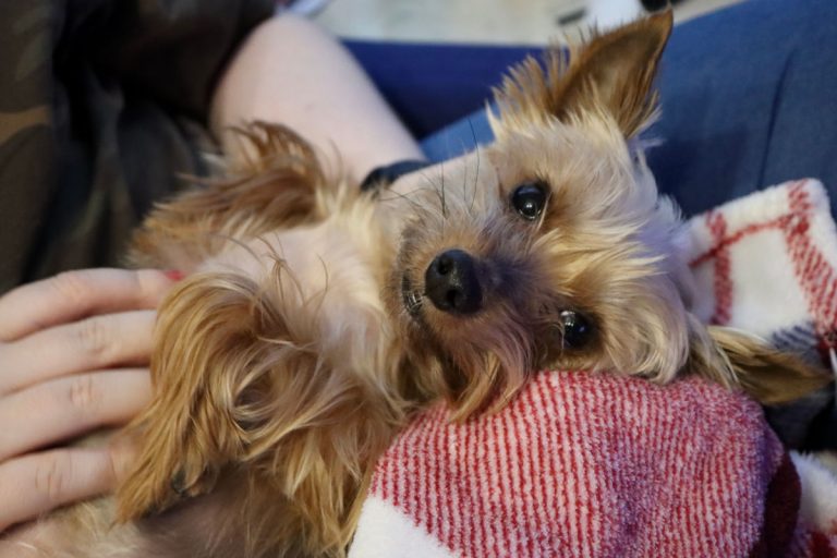 11 Games to Play with Your Yorkie to Bond with Them - Yorkie Universe