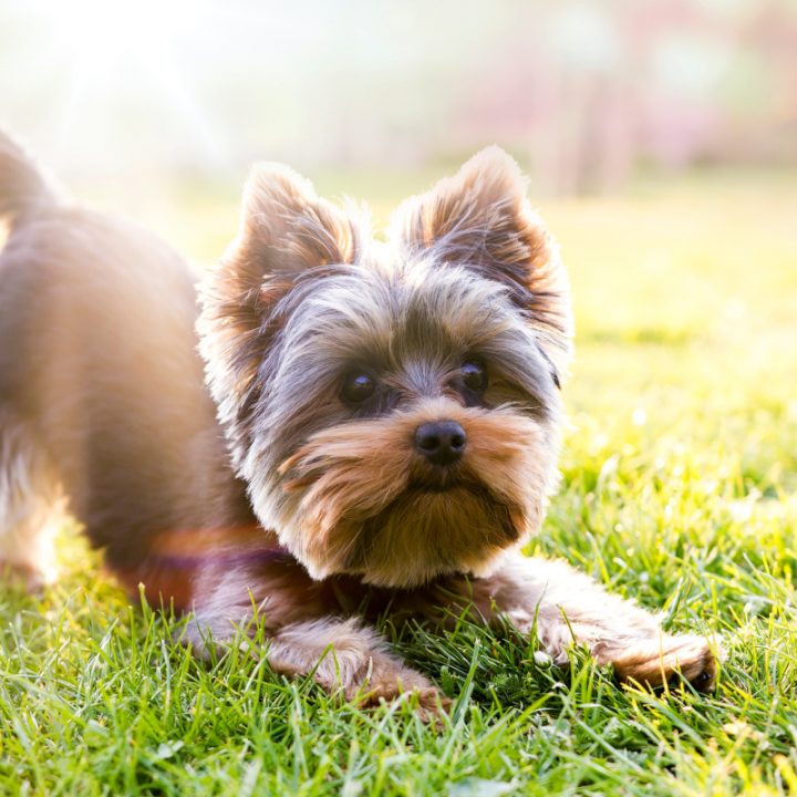 Your Quick Guide to Finding Yorkshire Terrier-Friendly Activities in a ...