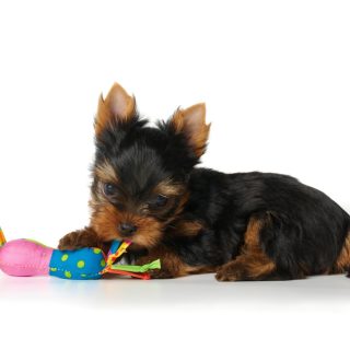 A Complete Guide on How to Feed a Yorkie Puppy - Yorkie Universe