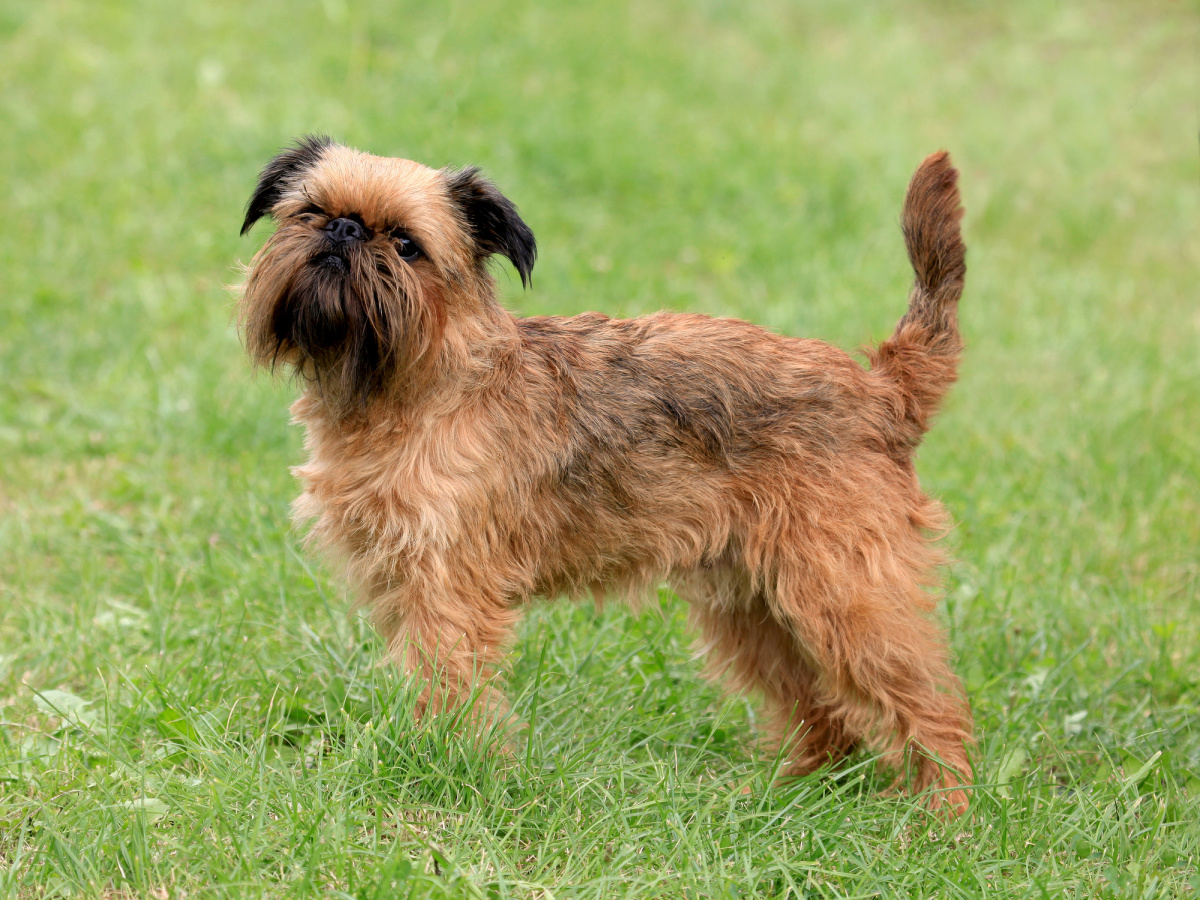 10 Dog Breeds Most Compatible With Yorkshire Terriers - Yorkie Universe